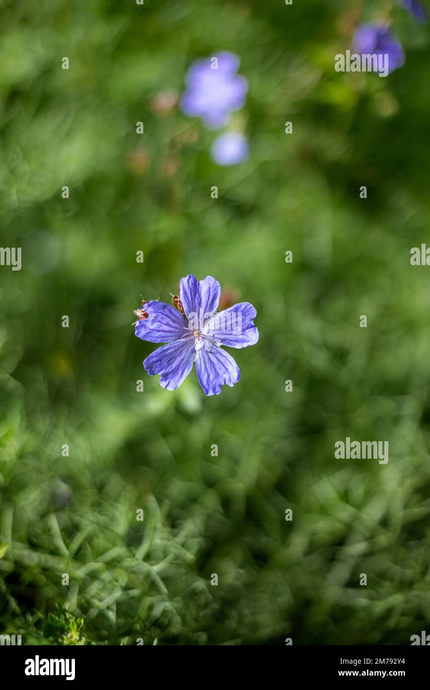 A closeup of a beautiful meadow crane's-bill flower Stock Photo - Alamy