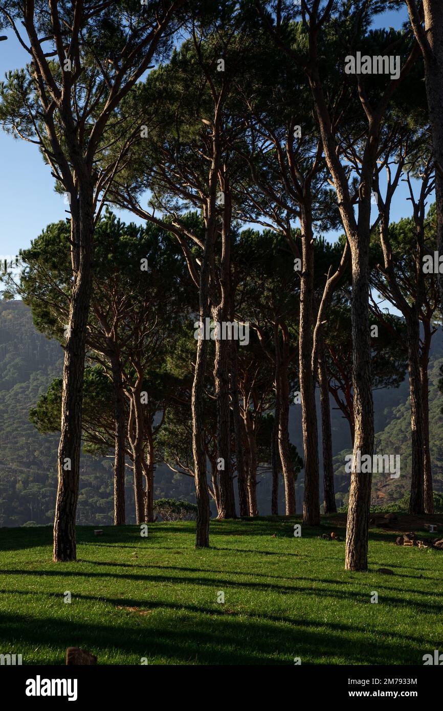 A beautiful vertical view of stone pine trees in the park Stock Photo ...