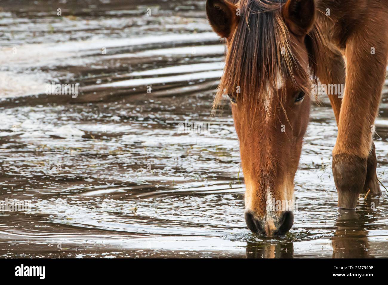 The last lover hi-res stock photography and images - Alamy