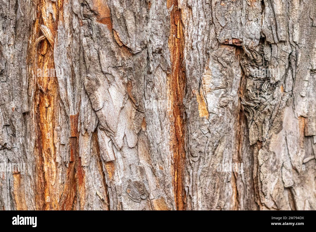 Tree bark texture macro close up shot wallpaper Stock Photo - Alamy