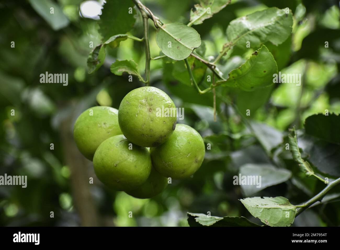 A closeup shot of juicy green limes growing on tree branches Stock ...