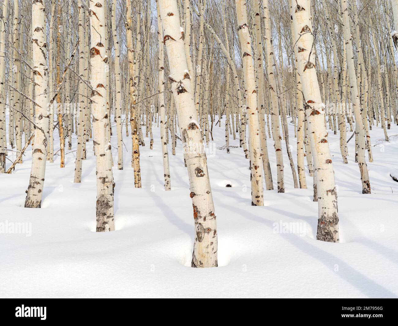 Many Aspen trees with shadows cast on snow in the Idaho wilderness ...