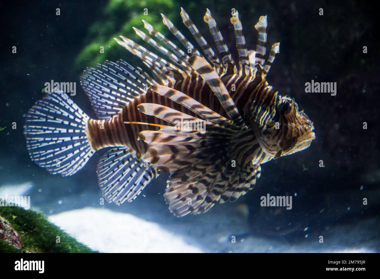 The red lionfish swims in the ocean among the reefs. The fish has many ...