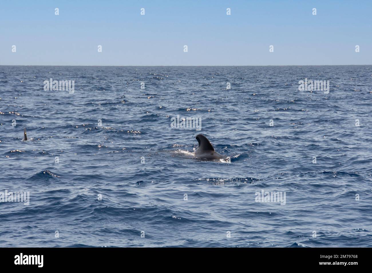 Indian pilot whale hi-res stock photography and images - Alamy