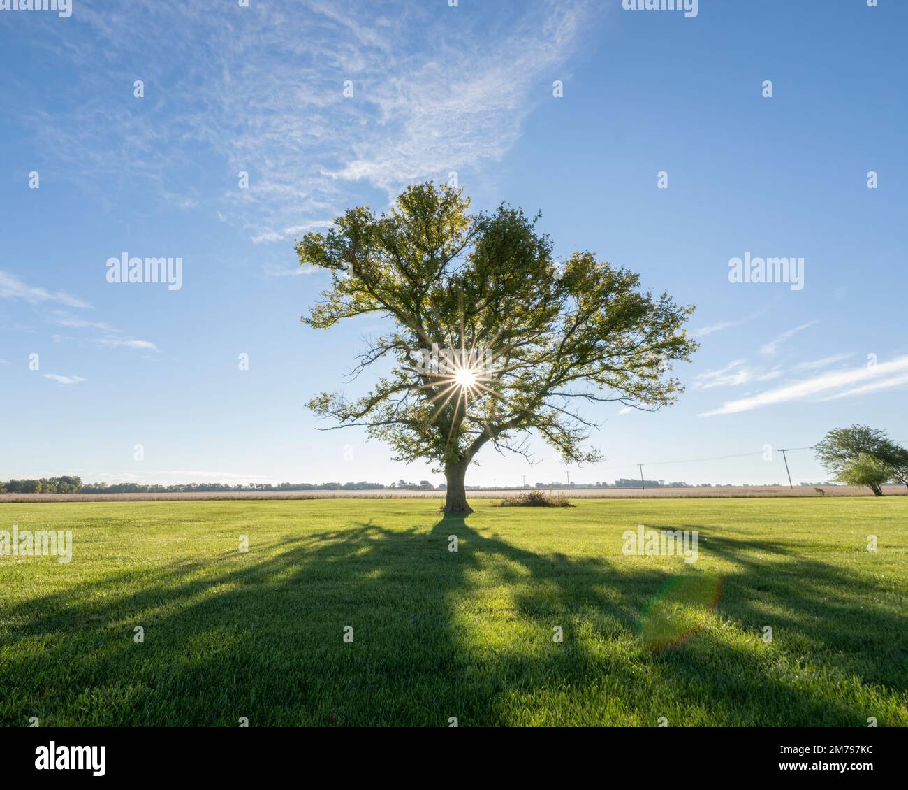 Sun shining through a large tree Stock Photo - Alamy