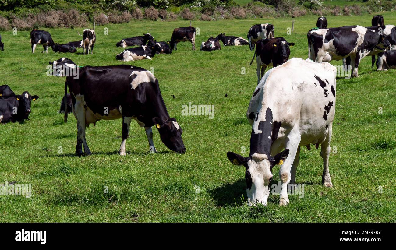 A cows on a green pasture on a sunny spring day. Grazing cows on a ...