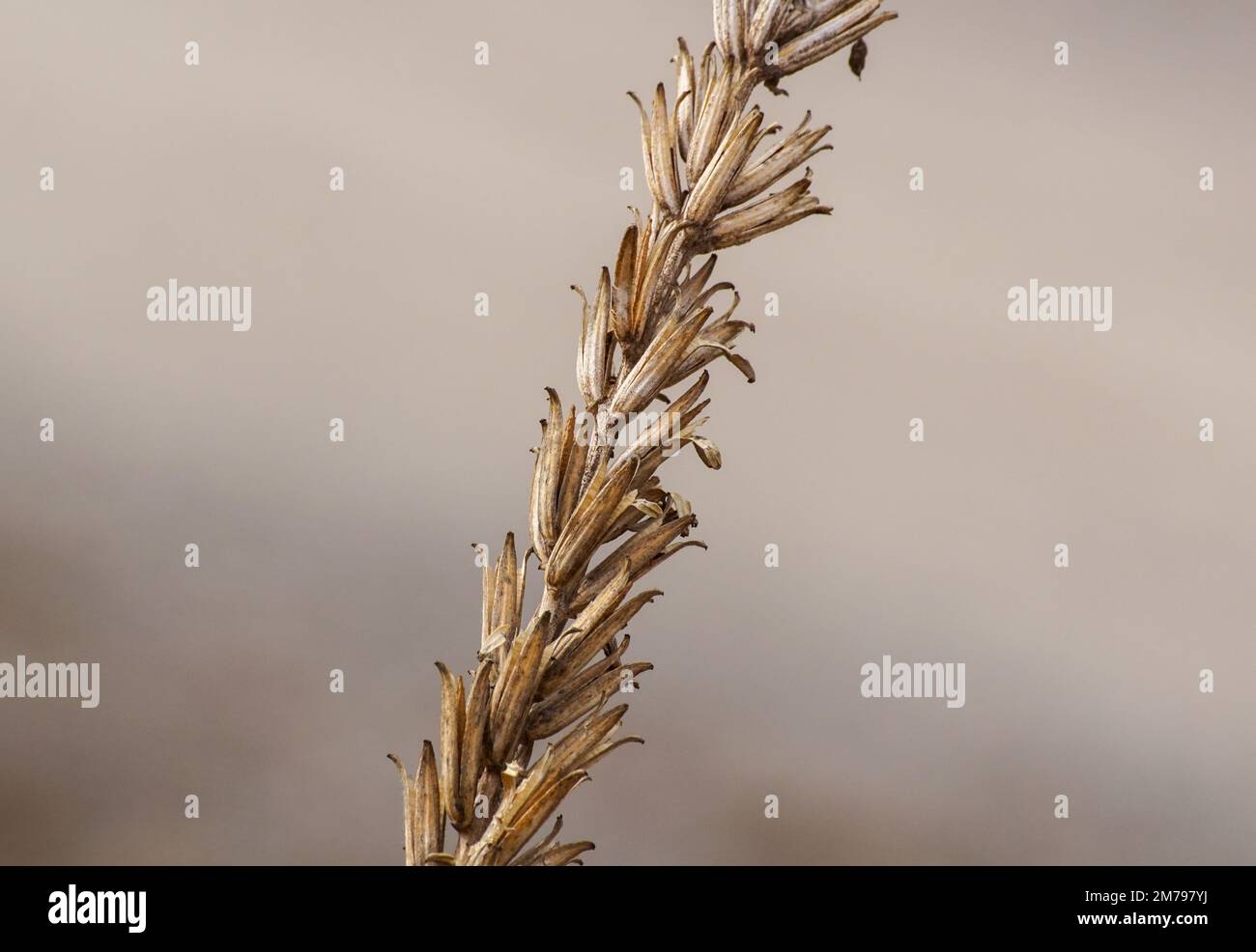 A close up of a dried plat Stock Photo - Alamy