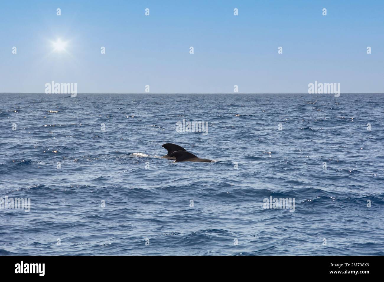 Indian pilot whale hi-res stock photography and images - Alamy