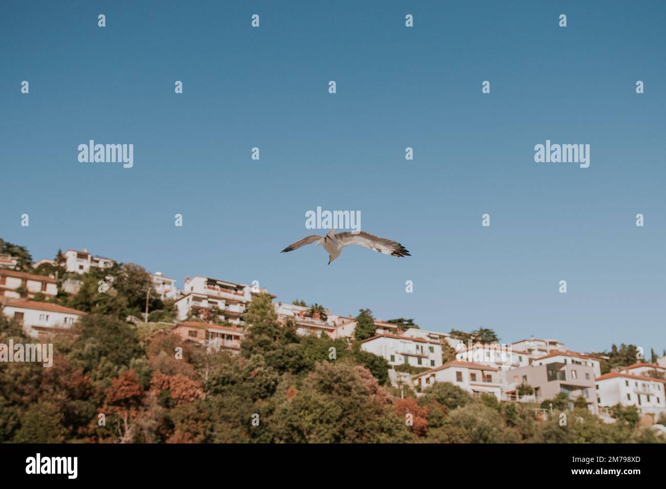 Seagull flying over an island in the summer Stock Photo - Alamy