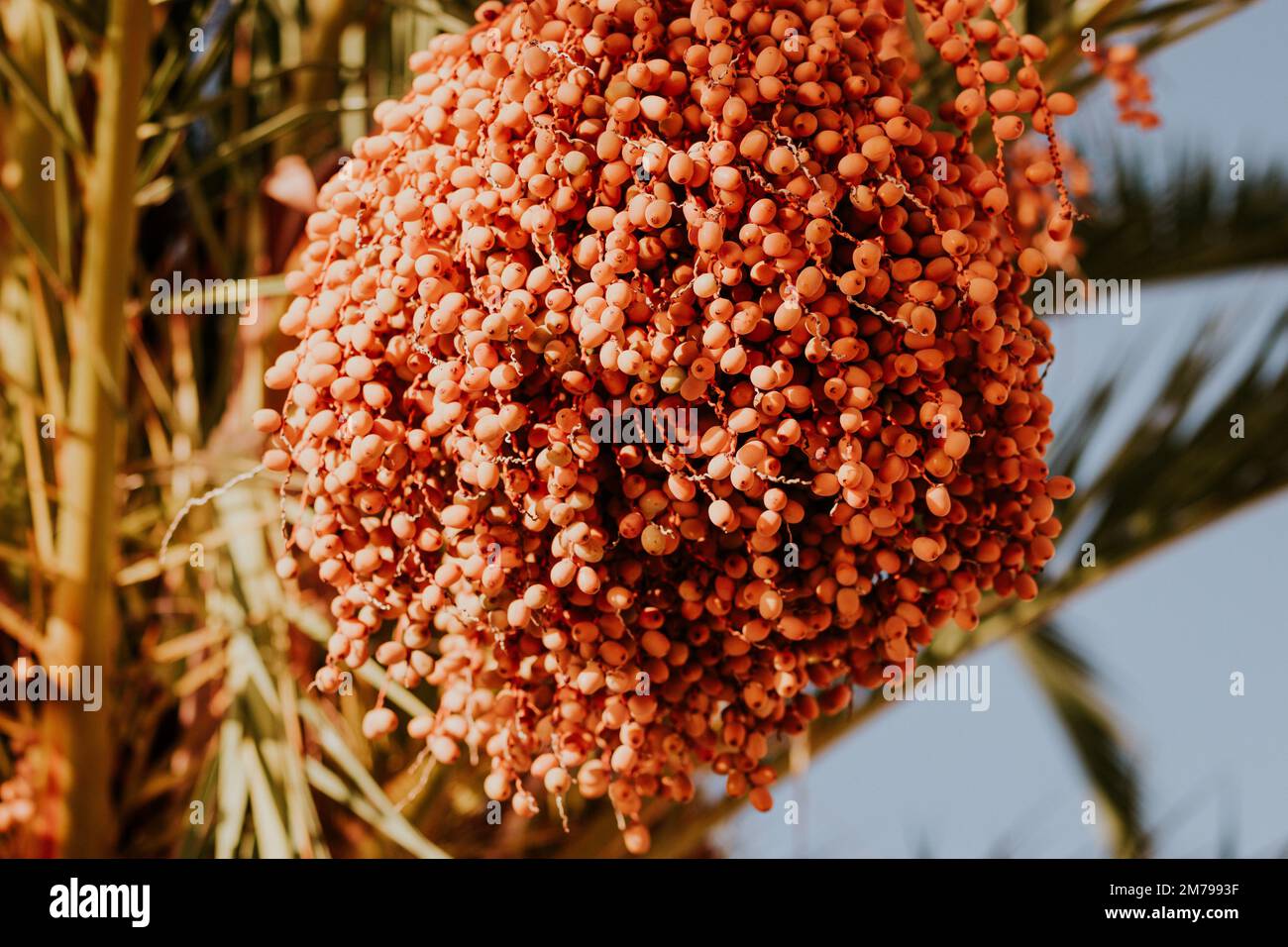 Palm tree wallpaper house hi-res stock photography and images - Alamy