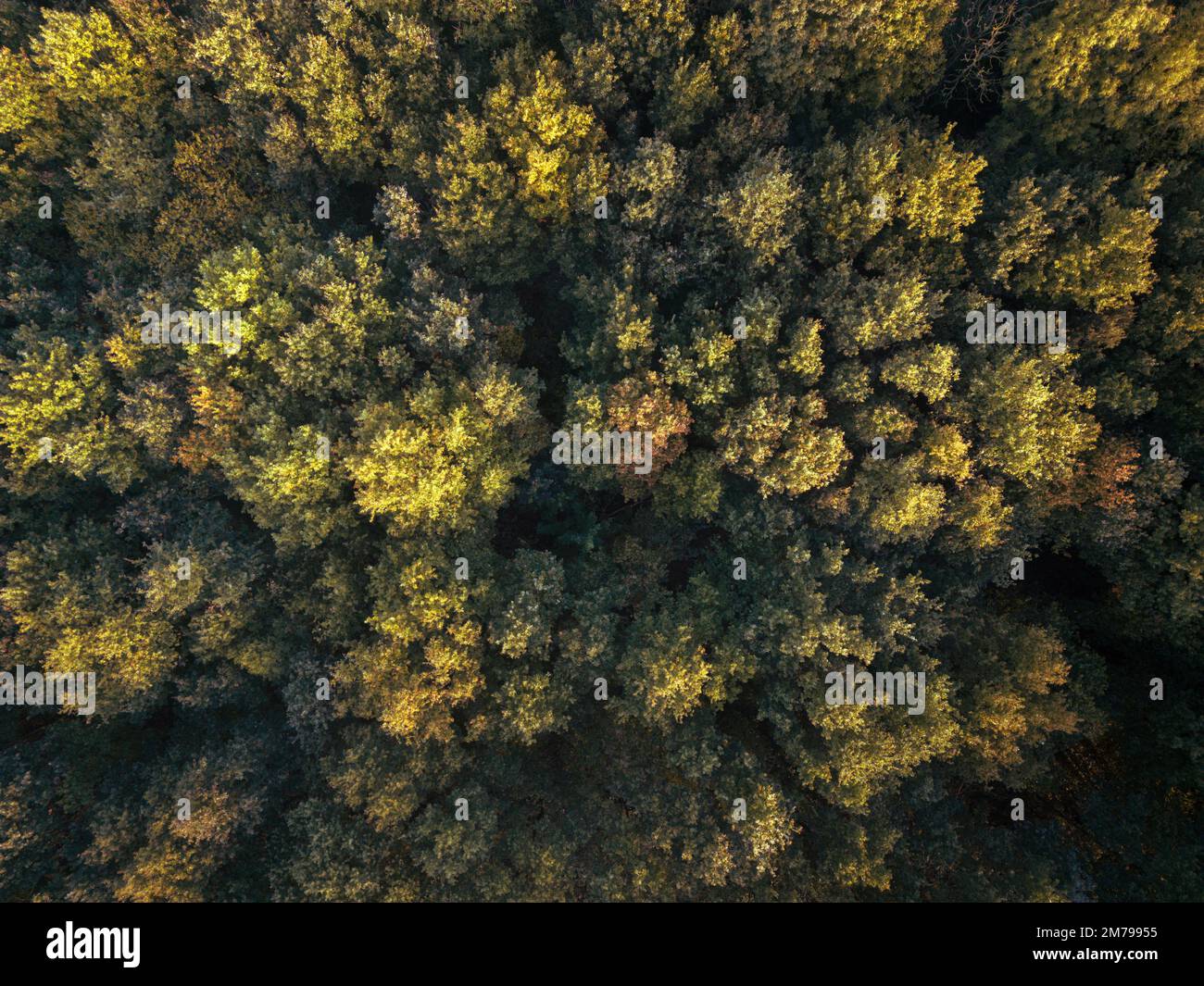 An aerial drone view of a forest in the fall on a sunny day Stock Photo ...