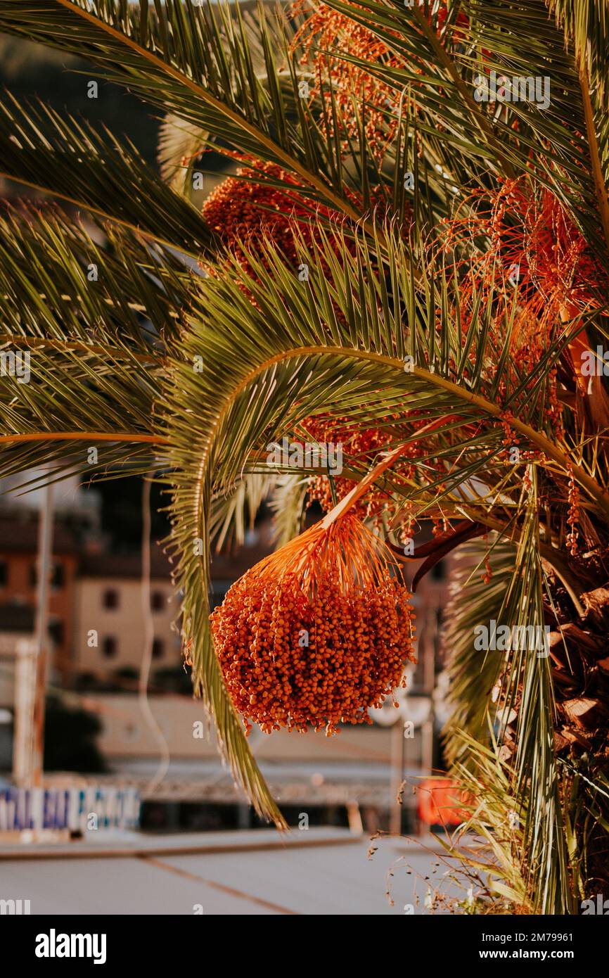 Palm tree in summer city hi-res stock photography and images - Alamy
