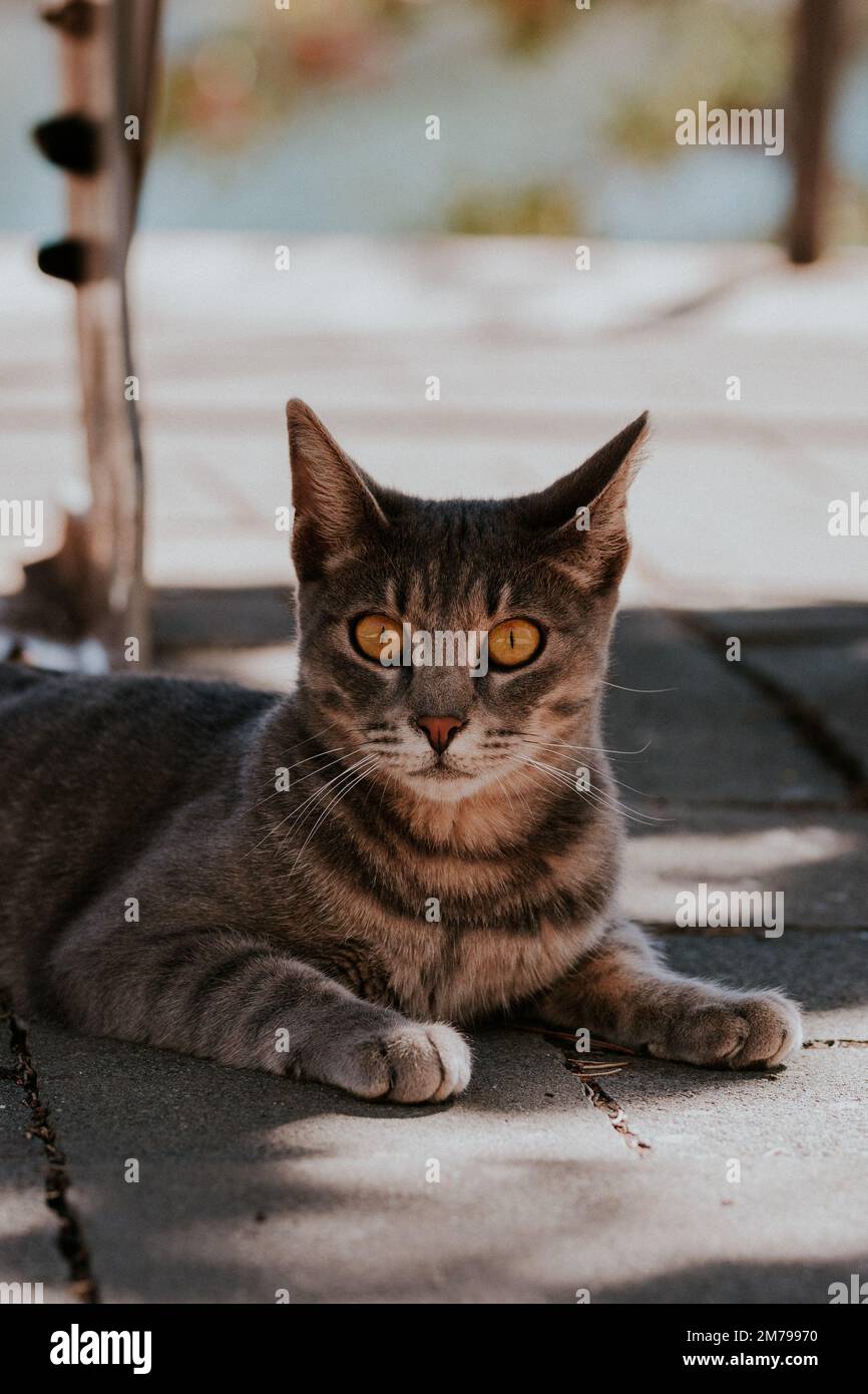 Cute cat in the summer Stock Photo - Alamy