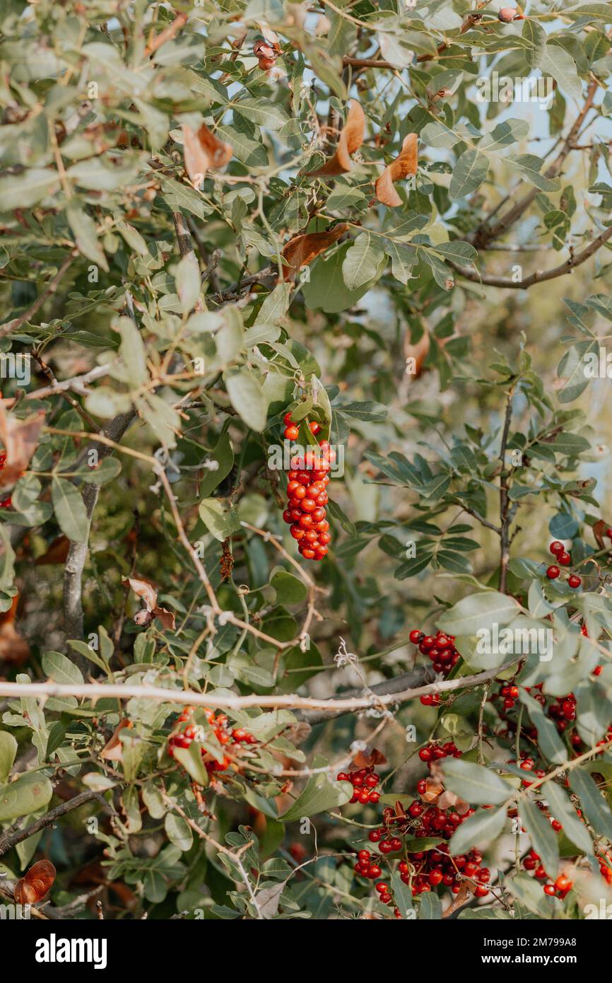 Healthy fruits in tree hi-res stock photography and images - Alamy