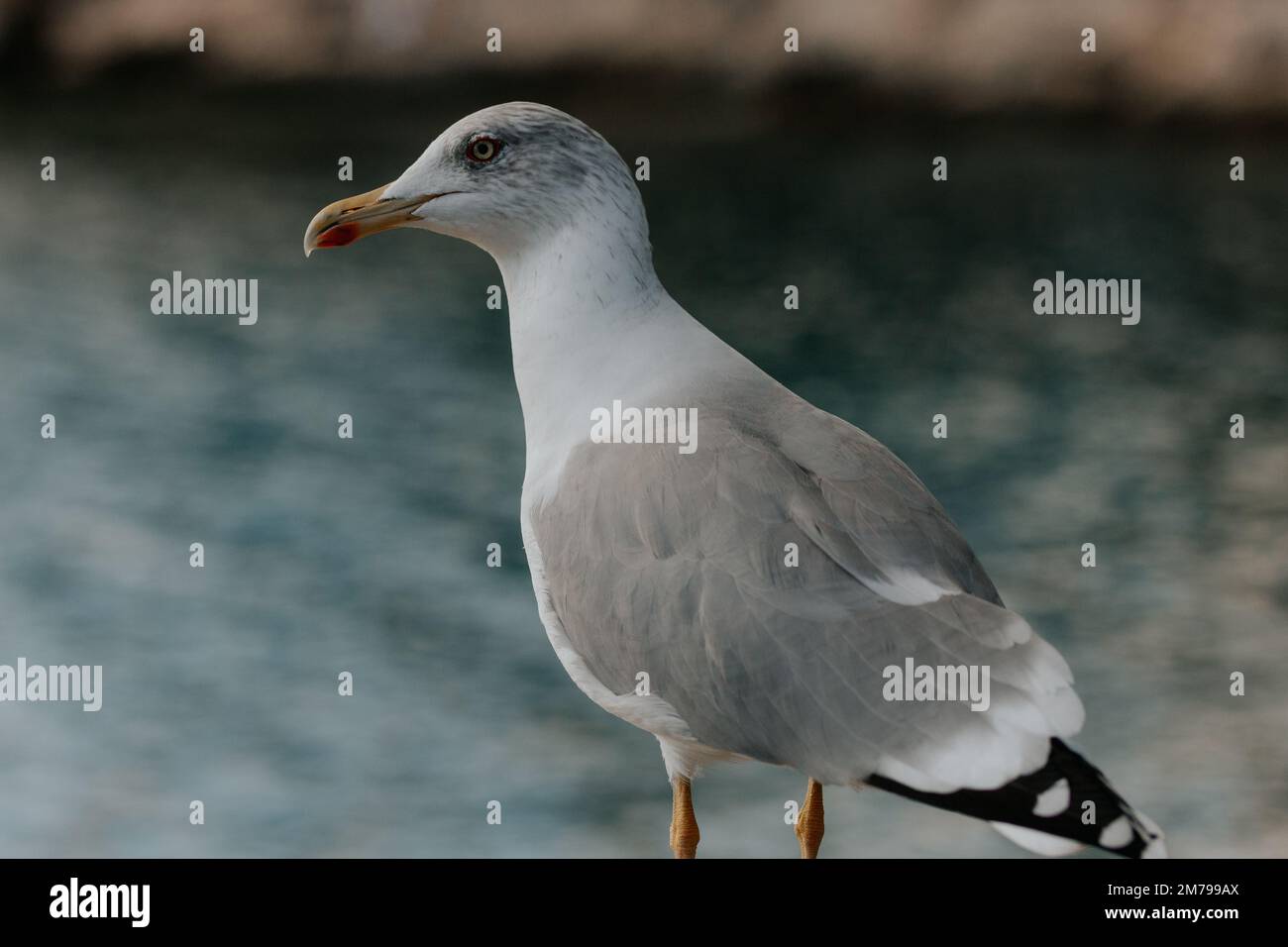 Gull feathers hi-res stock photography and images - Alamy