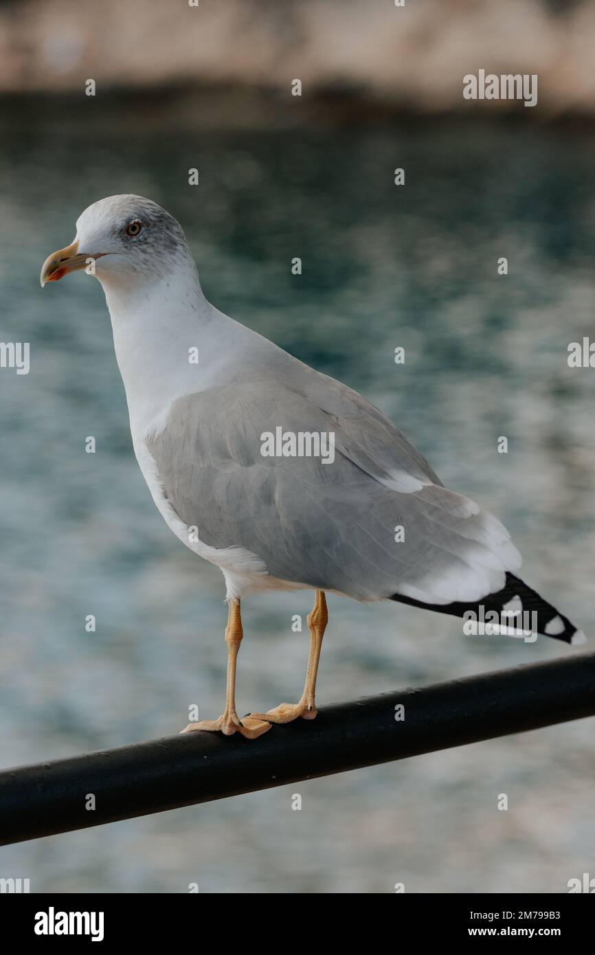 Beautiful seagull near an island Stock Photo - Alamy