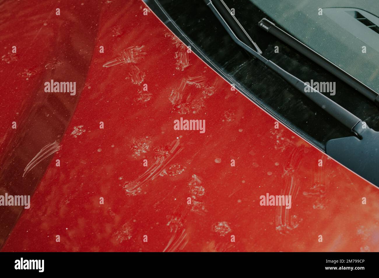 Beautiful red car in the summer with cat marks on the hood Stock Photo ...