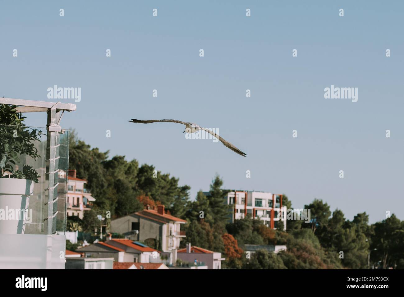 Flying seagull at golden hour hi-res stock photography and images - Alamy