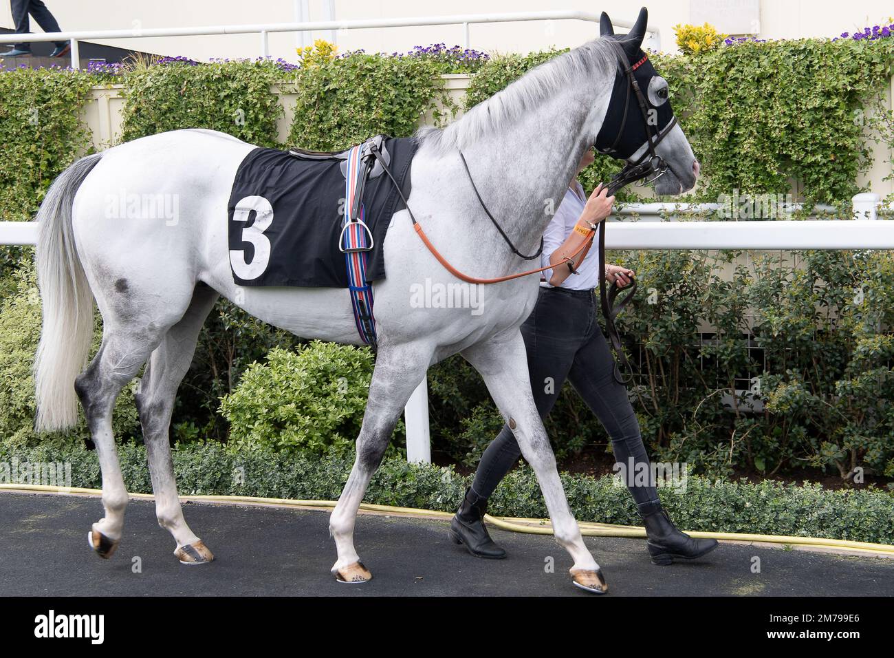 Silver samurai horse hi-res stock photography and images - Alamy