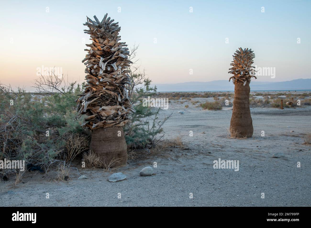 Imperial palm tree hi-res stock photography and images - Alamy