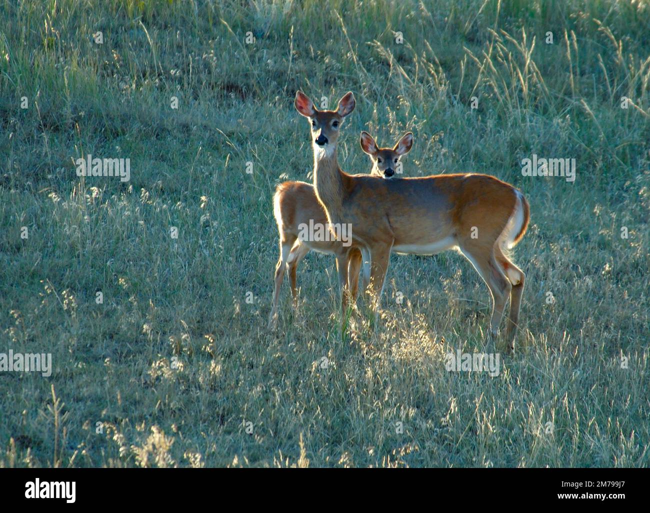 Mmmal wildlife hi-res stock photography and images - Alamy