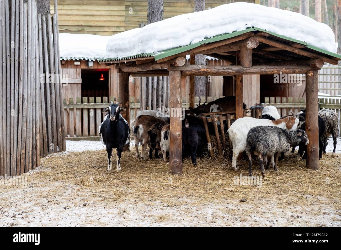 many goats eating outdoor in winter season. . Concept: eco-farm ...