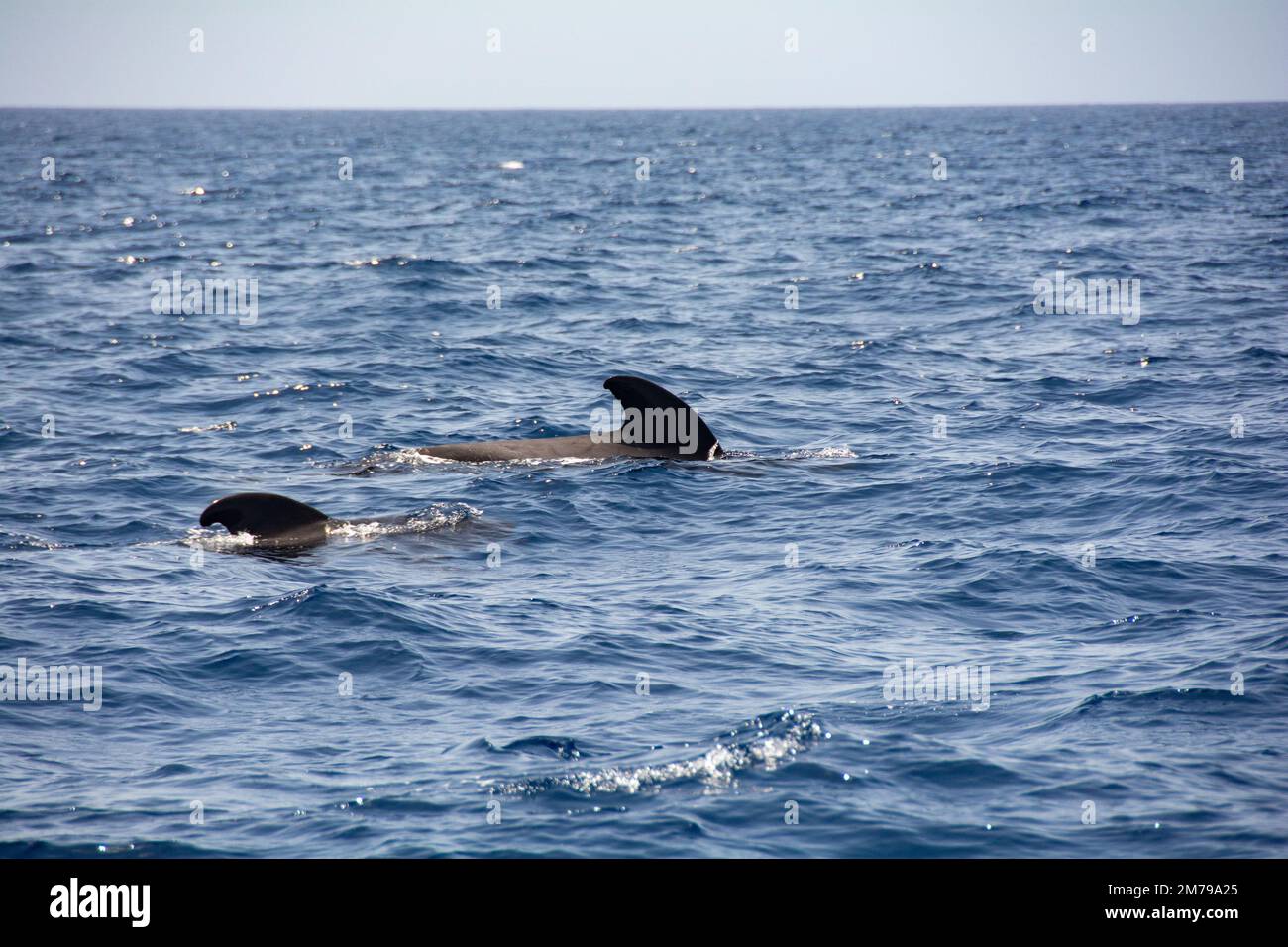 Dolphin and/or Pilot Whale sightings off the coast of Tenerife, Spain ...