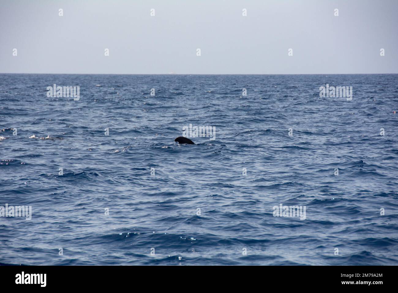 Indian pilot whale hi-res stock photography and images - Alamy