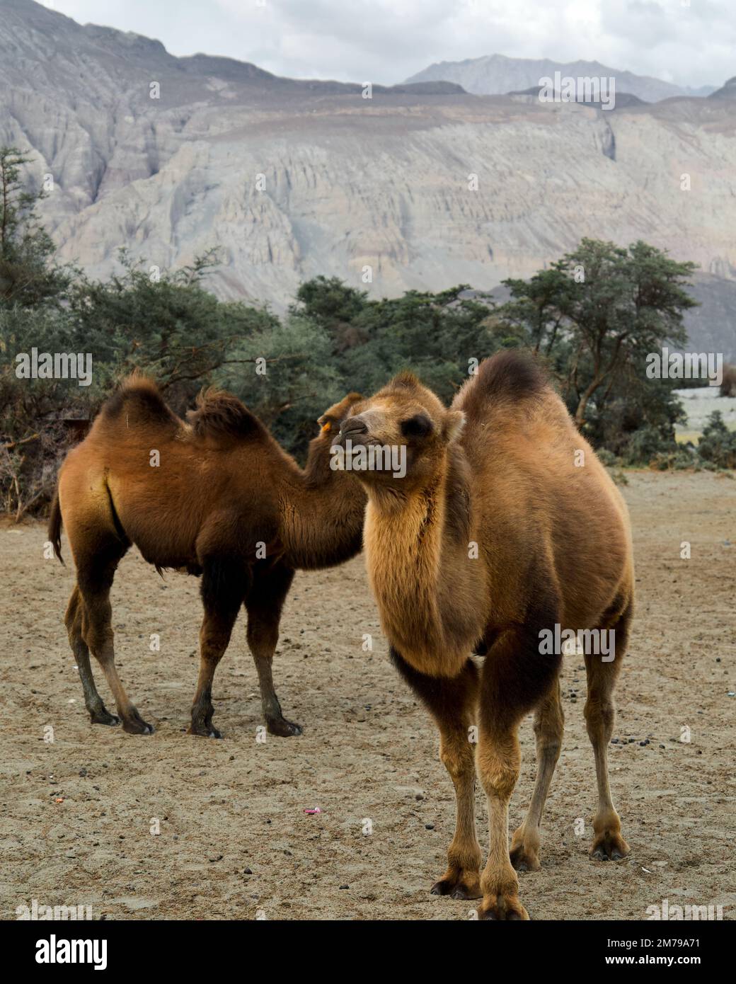 A vertical closeup of Bactrian camels (Camelus bactrianus) in the Nubra ...