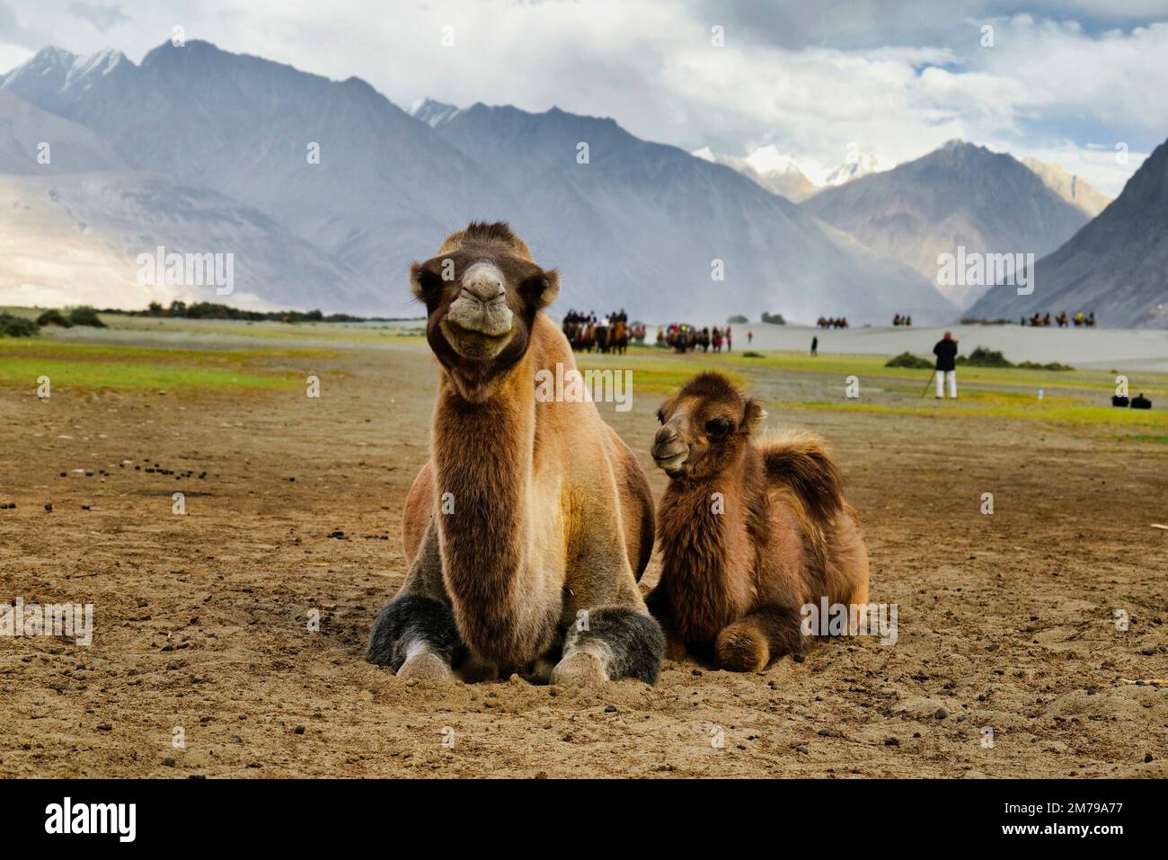 A closeup of Bactrian camels (Camelus bactrianus) sitting in the Nubra ...