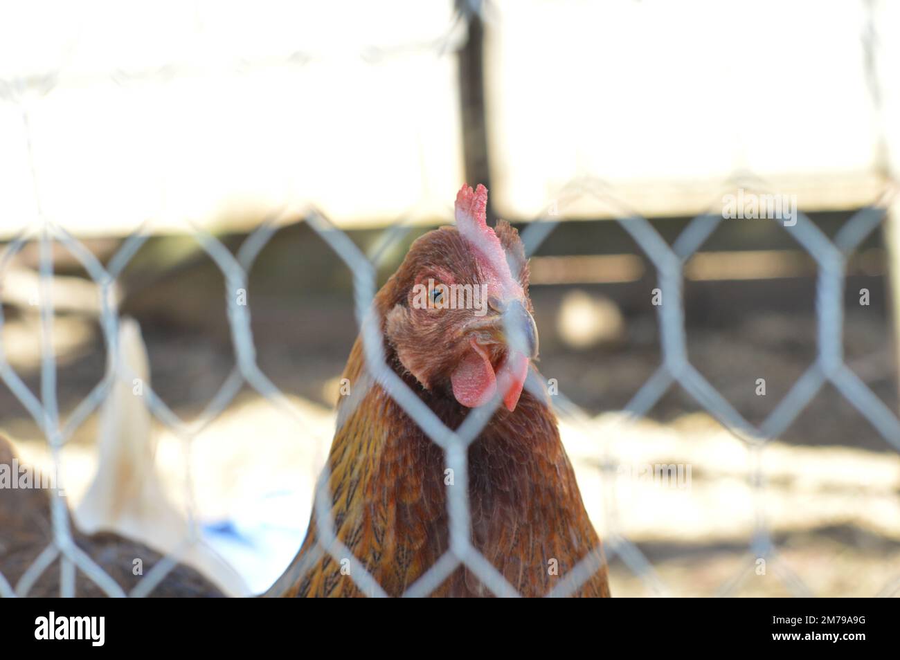 A closeup of chickens in a farm behind a metallic mesh fence Stock ...