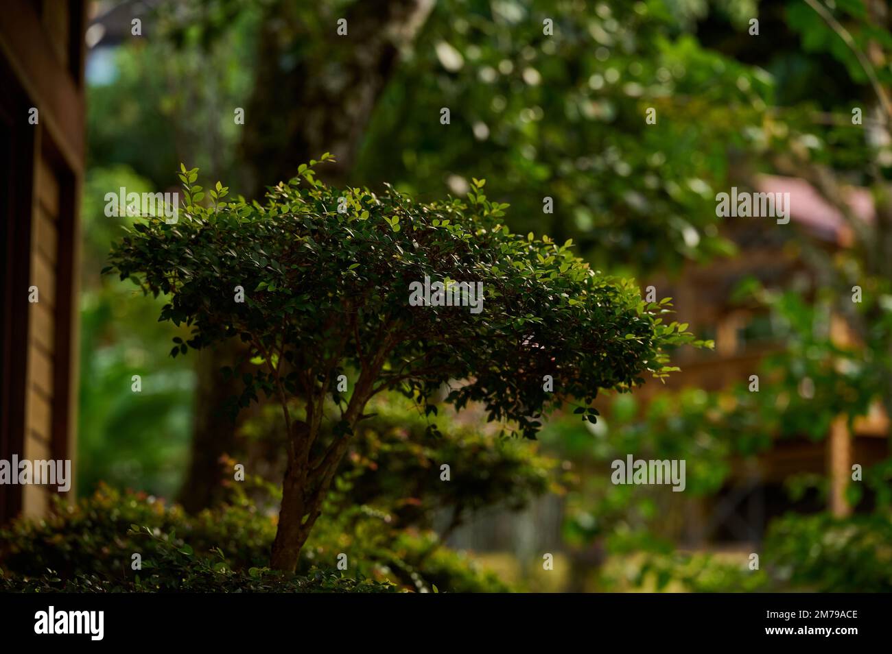 A closeup of a bush branch with green leaves Stock Photo - Alamy