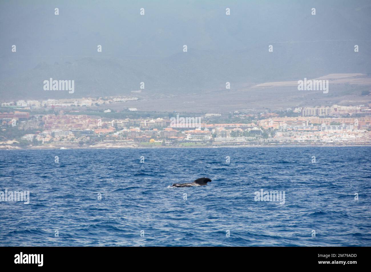 Short-finned pilot whale ( Globicephala macrorhynchus ) in the sea on a ...