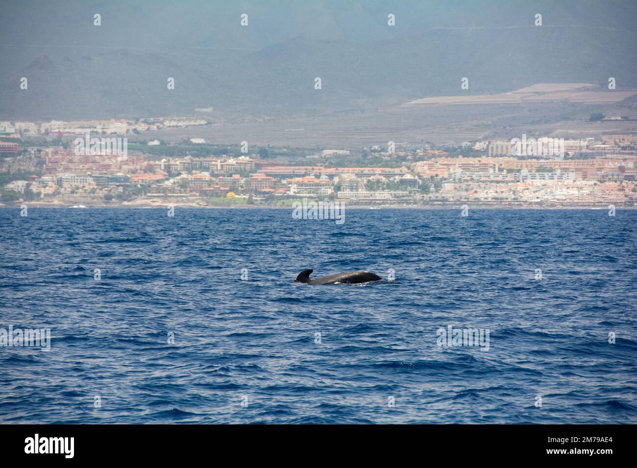 Short-finned pilot whale ( Globicephala macrorhynchus ) in the sea on a ...
