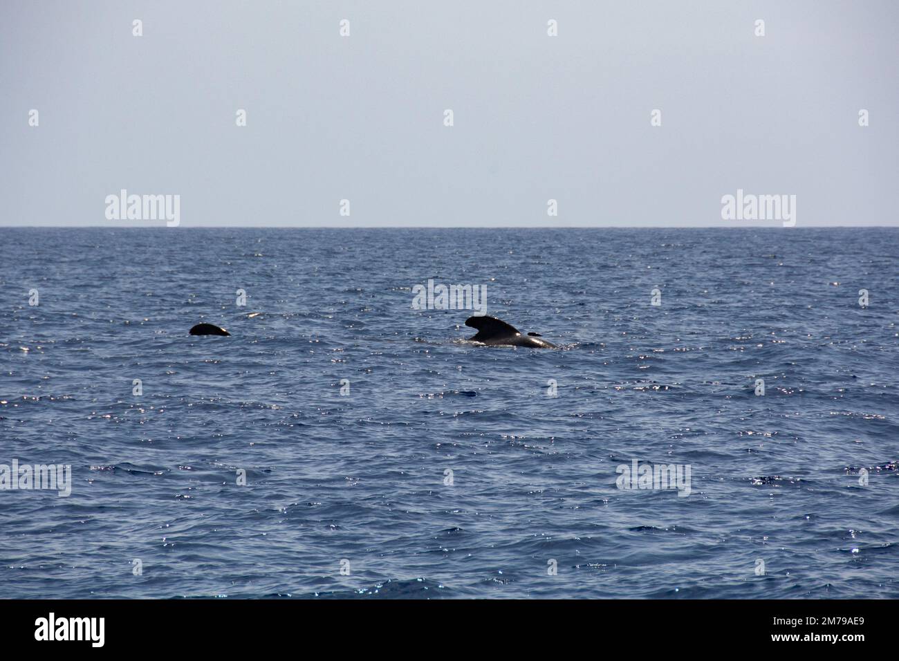 Indian pilot whale hi-res stock photography and images - Alamy