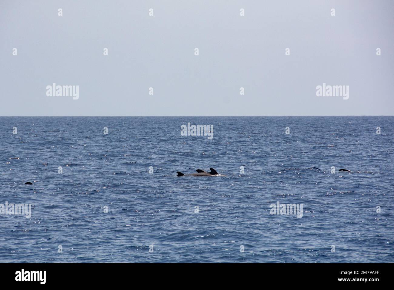 Dolphin and/or Pilot Whale sightings off the coast of Tenerife, Spain ...