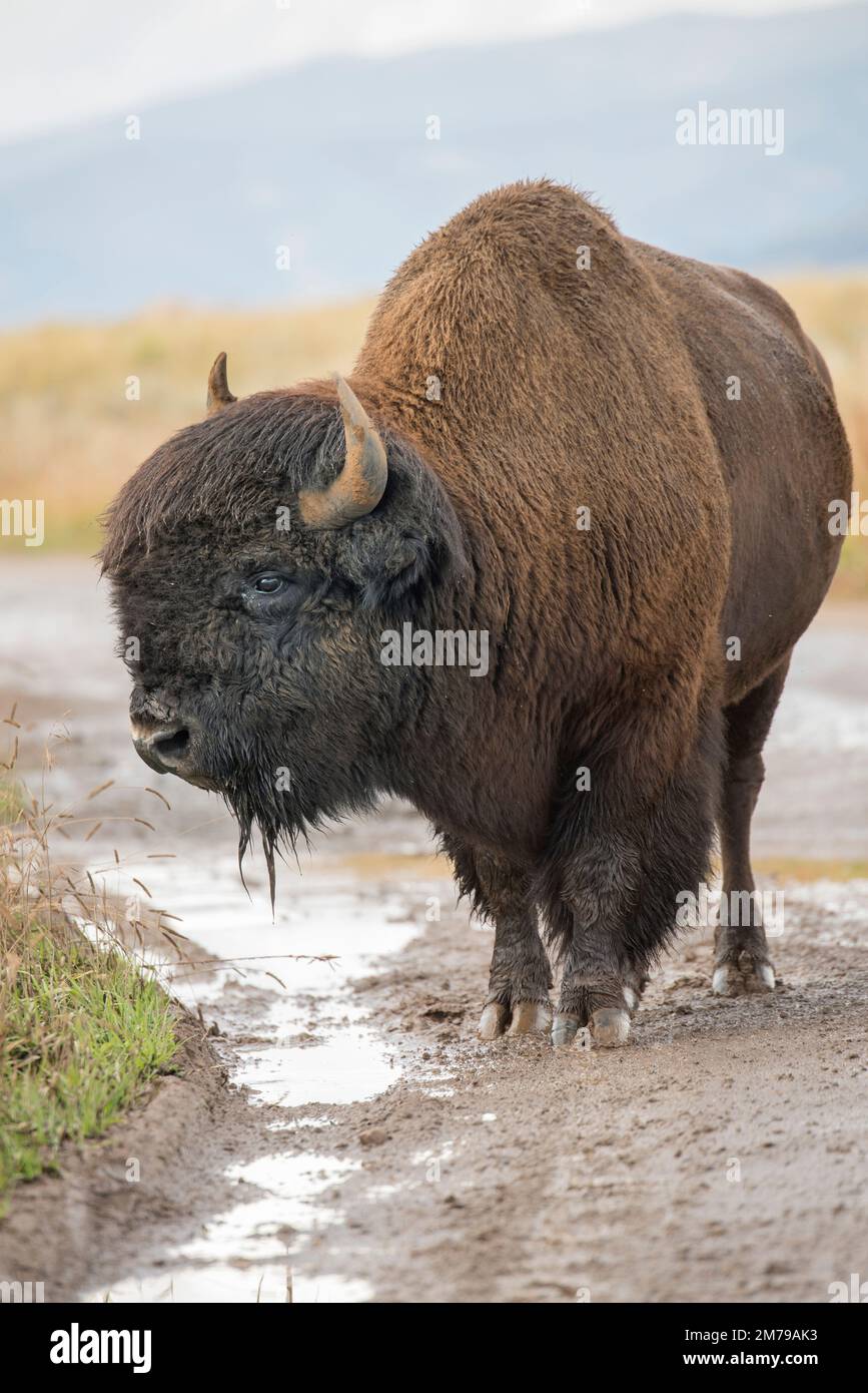 USA, Wyoming, Yellowstone National Park, UNESCO, World Heritage, Bison ...