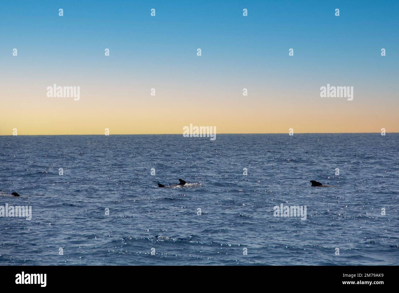 Indian pilot whale hi-res stock photography and images - Alamy