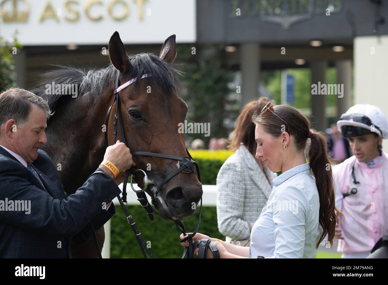 Normandie stud ltd hi-res stock photography and images - Alamy