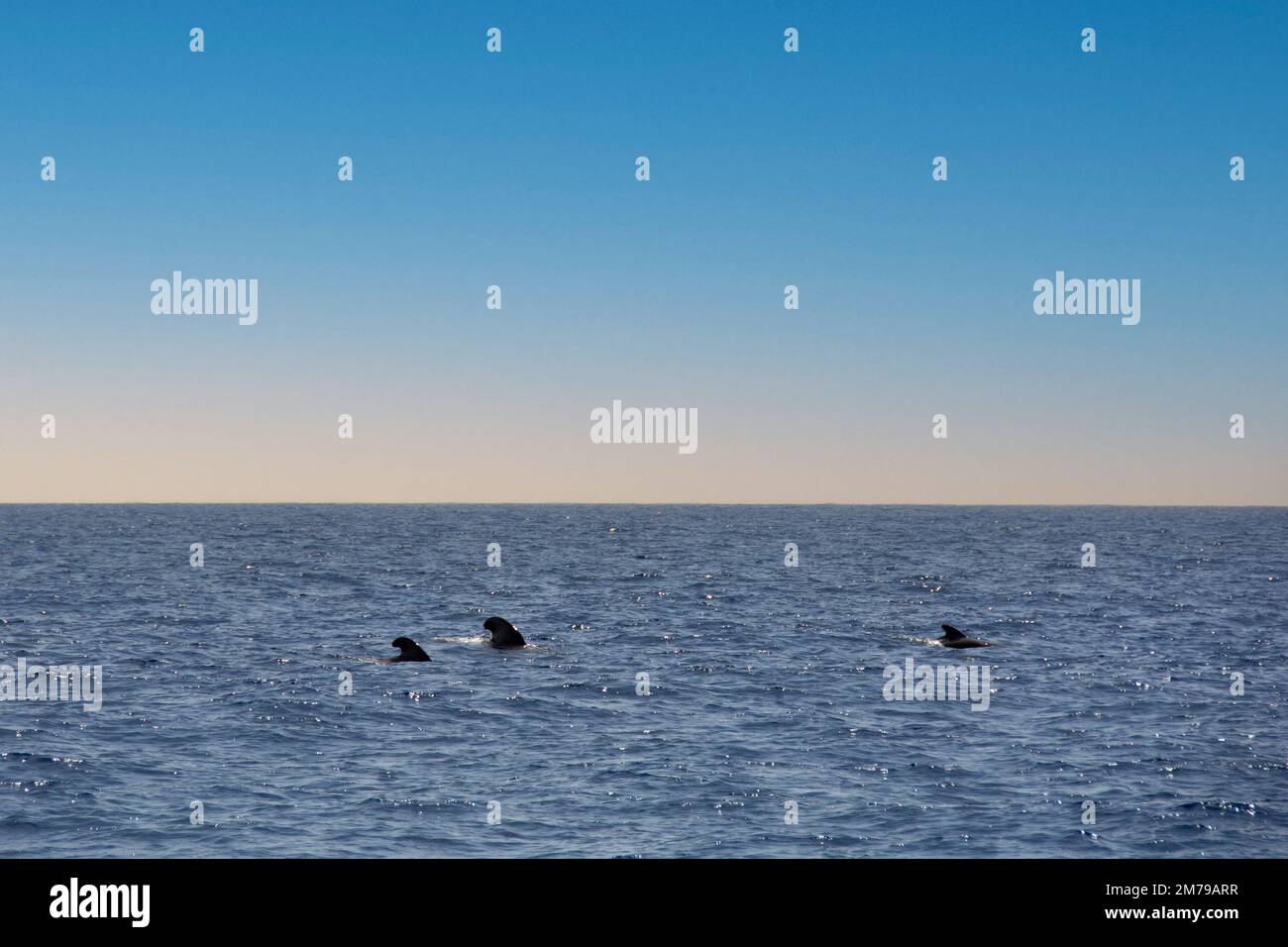 Indian pilot whale hi-res stock photography and images - Alamy