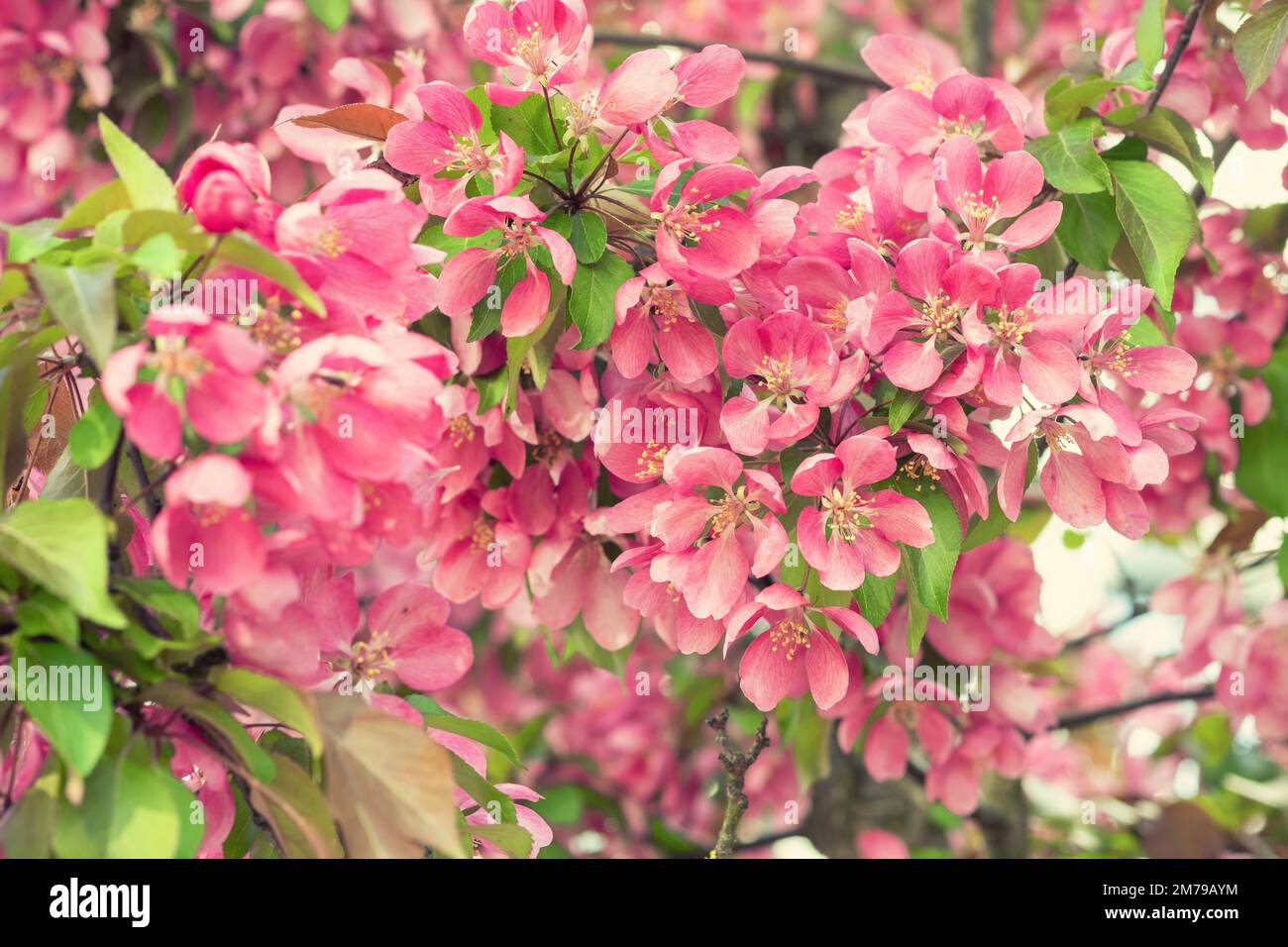 Apple tree garden blossom branches hi-res stock photography and images ...
