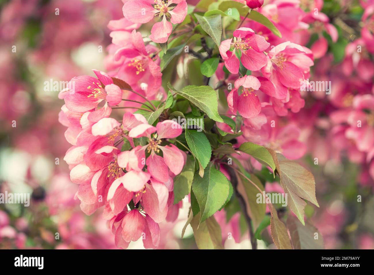 Apple tree in background hi-res stock photography and images - Alamy