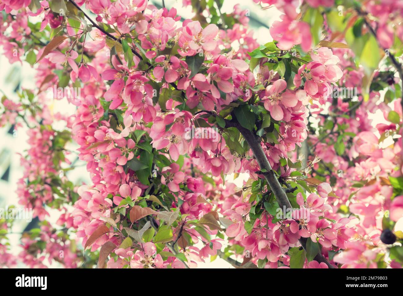Spring garden blooming apple tree hi-res stock photography and images ...