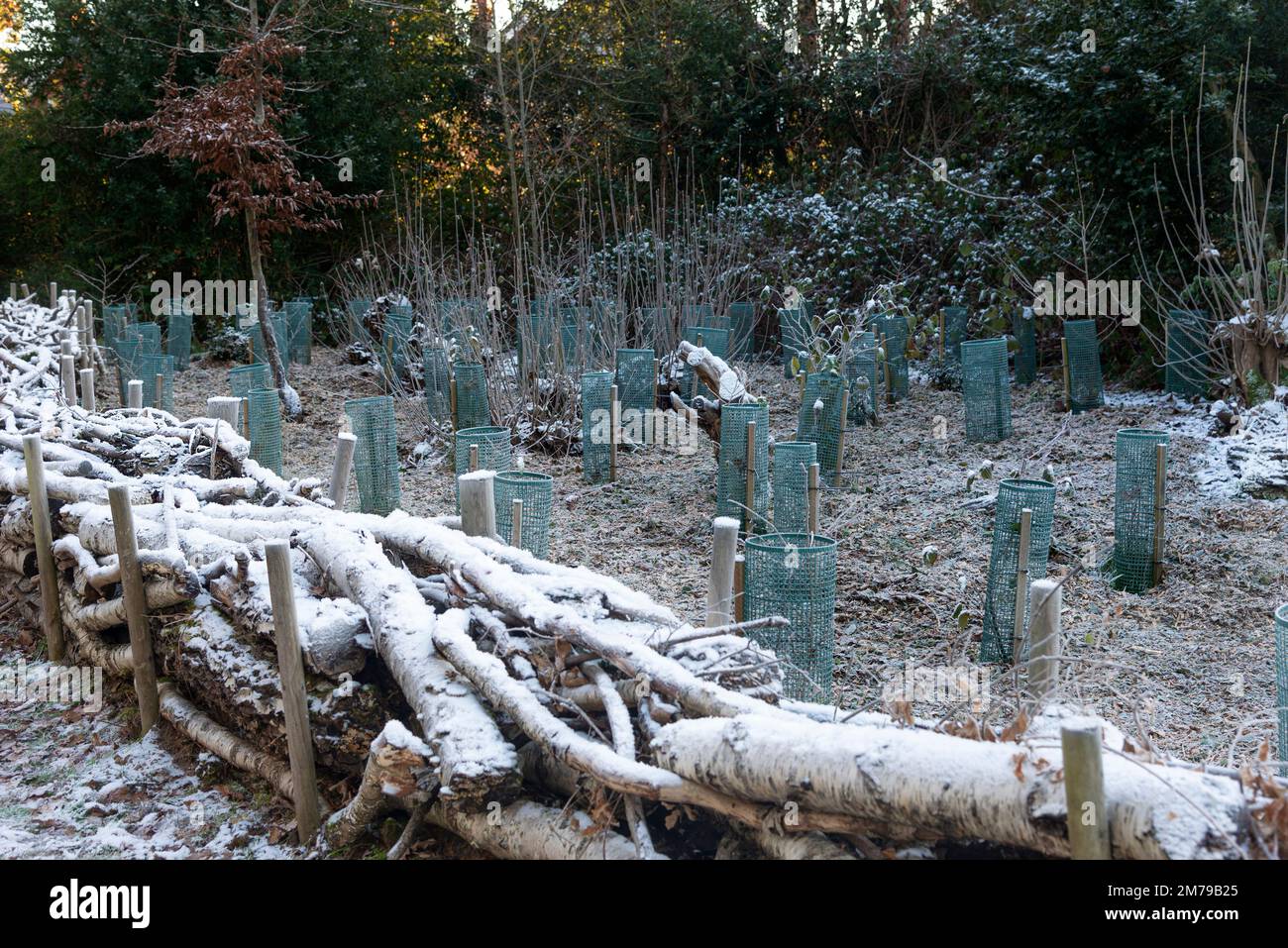 Snow covered eco-friendly dead wood hedge filled with branches and logs ...
