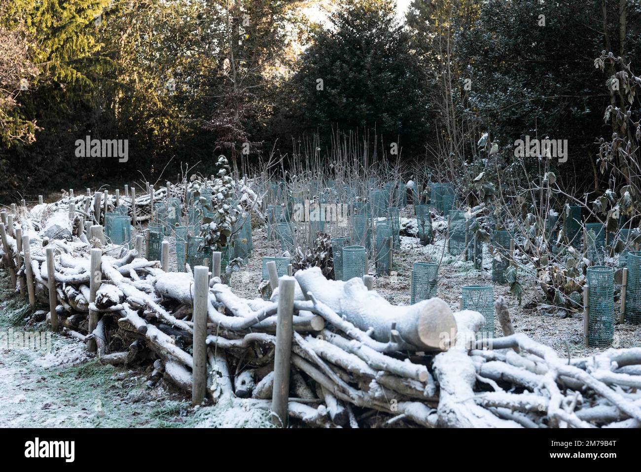 Snow covered eco-friendly dead wood hedge filled with branches and logs ...