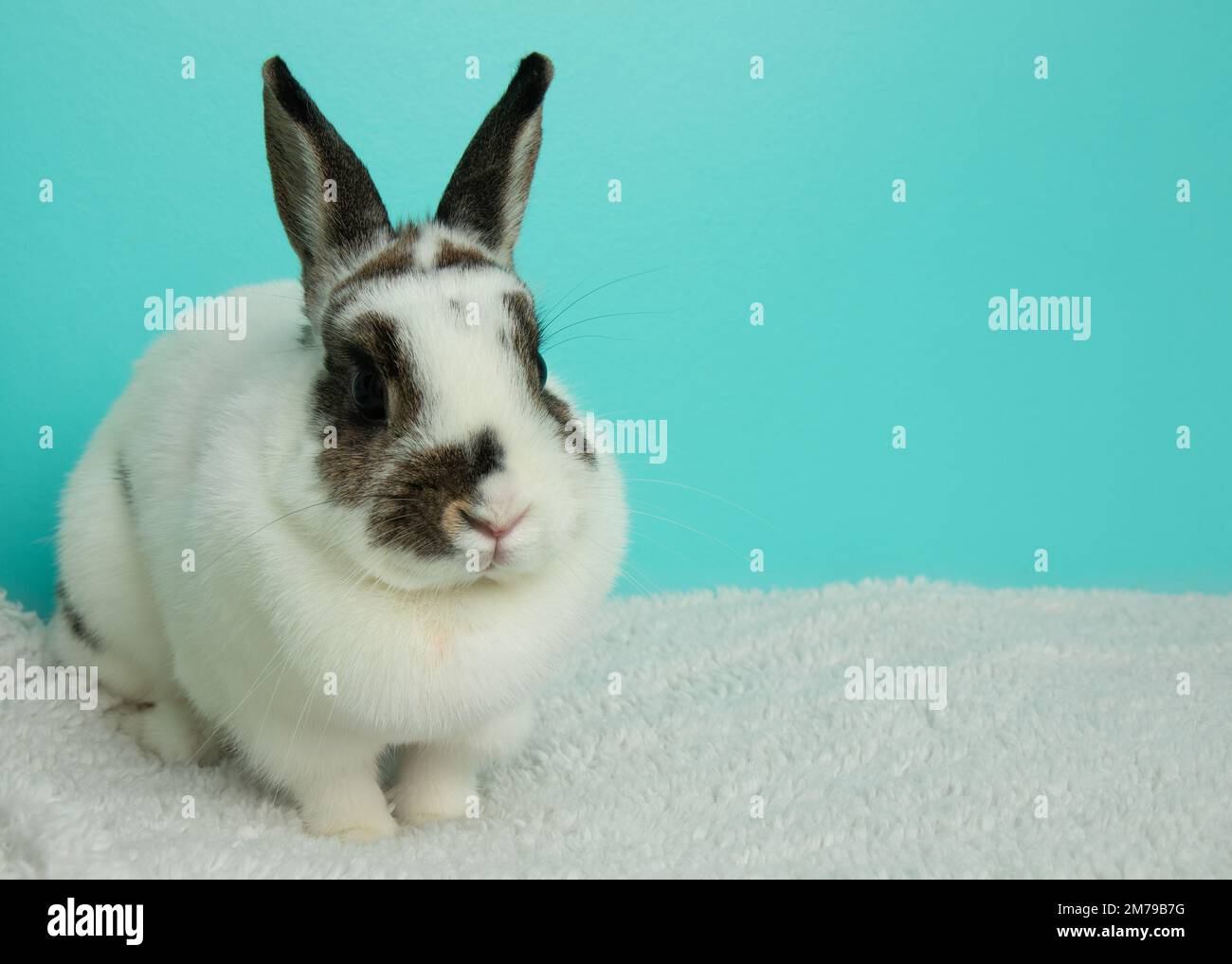 cute brown black and white bunny rabbit Stock Photo - Alamy