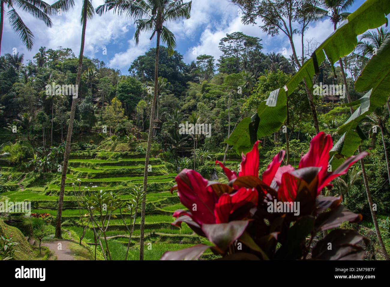 The Tegallalang Rice Terraces in Bali Stock Photo - Alamy