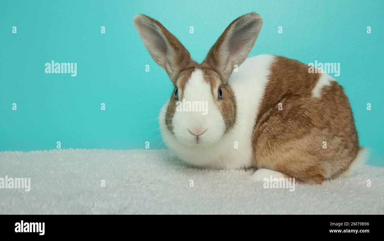 cute brown and white bunny rabbit with blue eyes Stock Photo - Alamy