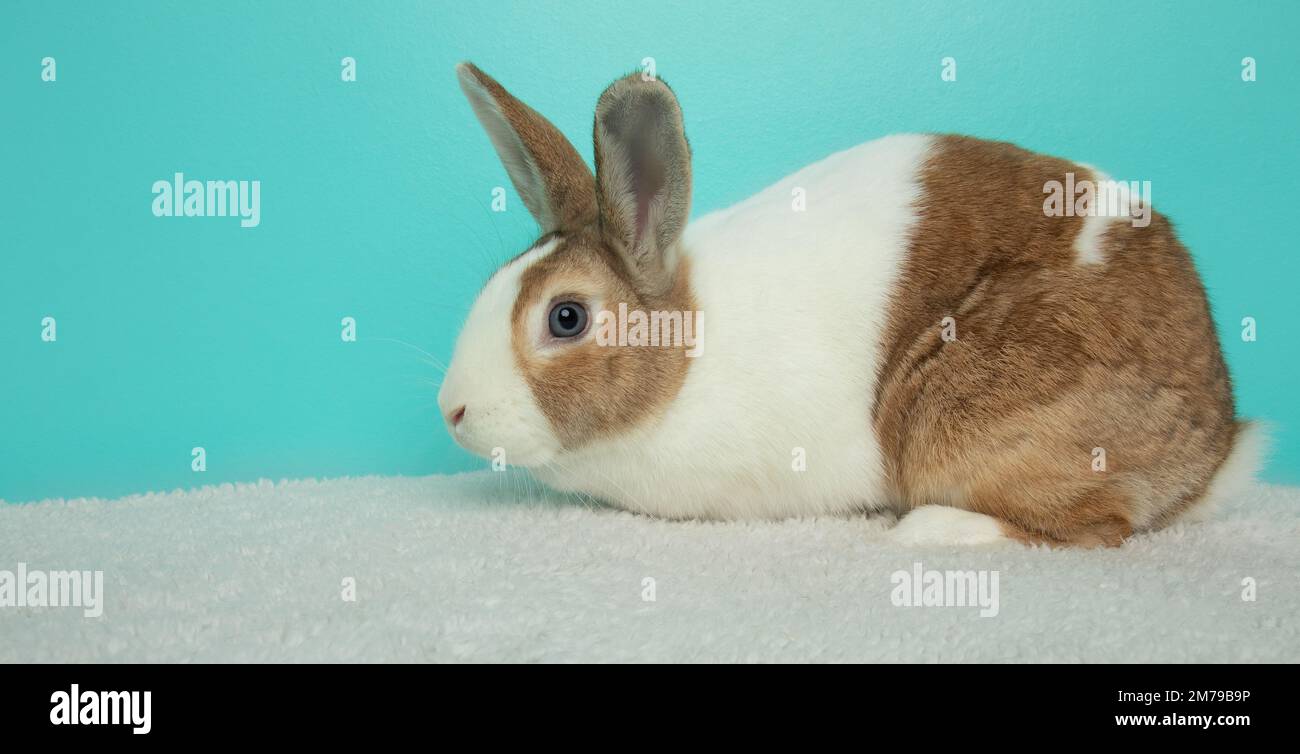 cute brown and white bunny rabbit with blue eyes on a blanket Stock ...