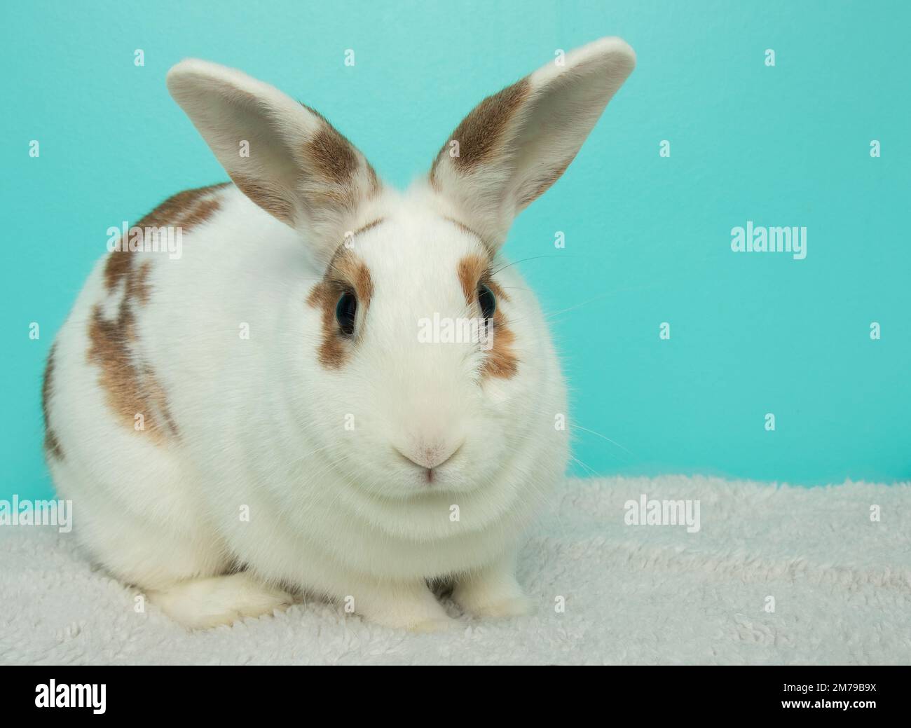 cute brown and white bunny rabbit with brown eyes on a blanket Stock ...